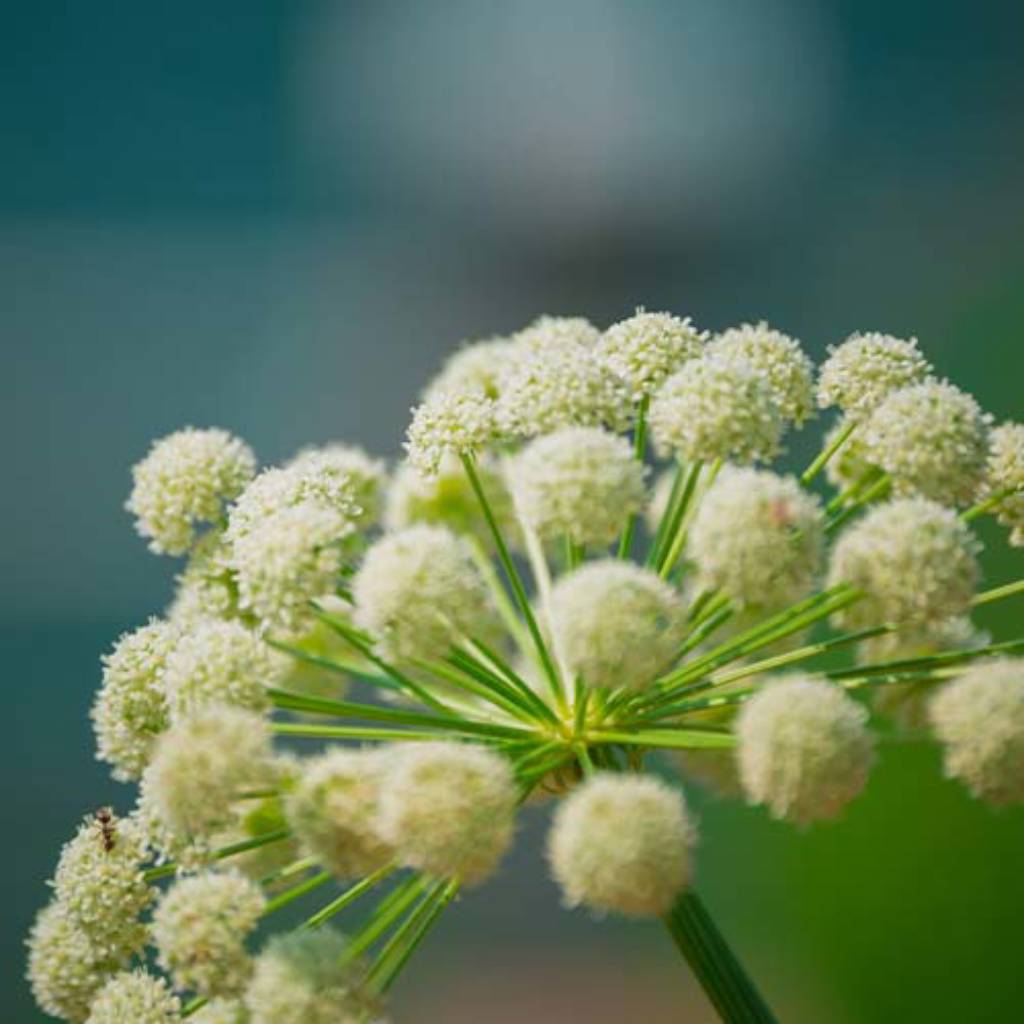 Natural Herbs Kidney Activator TCM | Nature's Sunshine