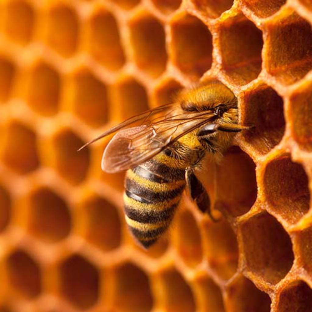 Energy Vitamin Supplements Bee Pollen | Nature's Sunshine