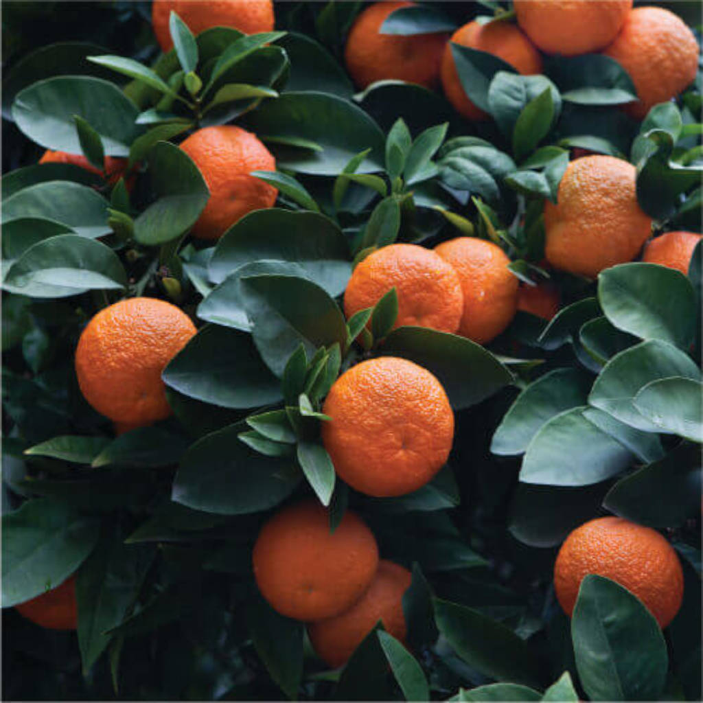 HistaBlock - Respiratory System Support supplements | Nature's Sunshine