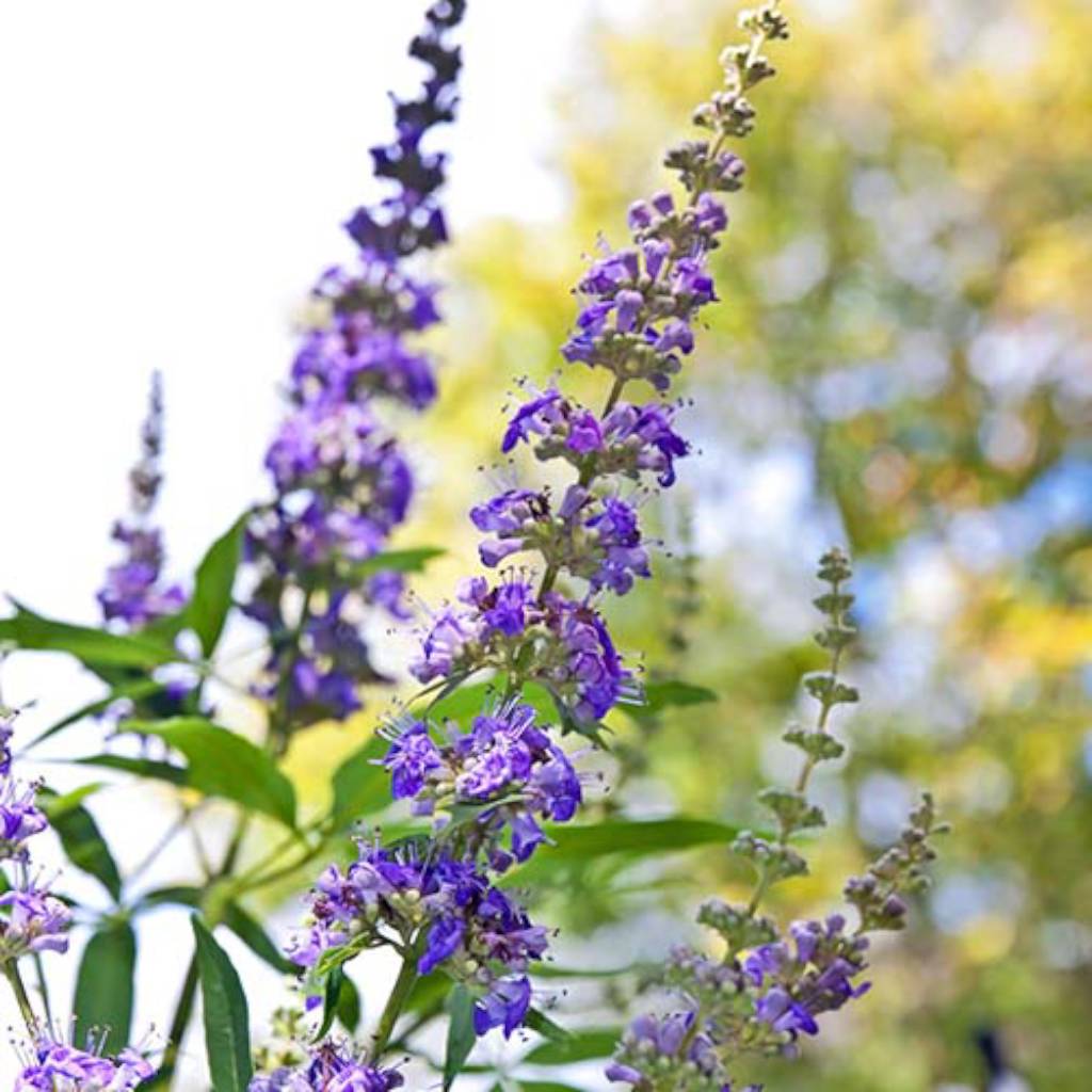 Nervous System Supplements for Women DHEA-F for Woman | Nature's Sunshine