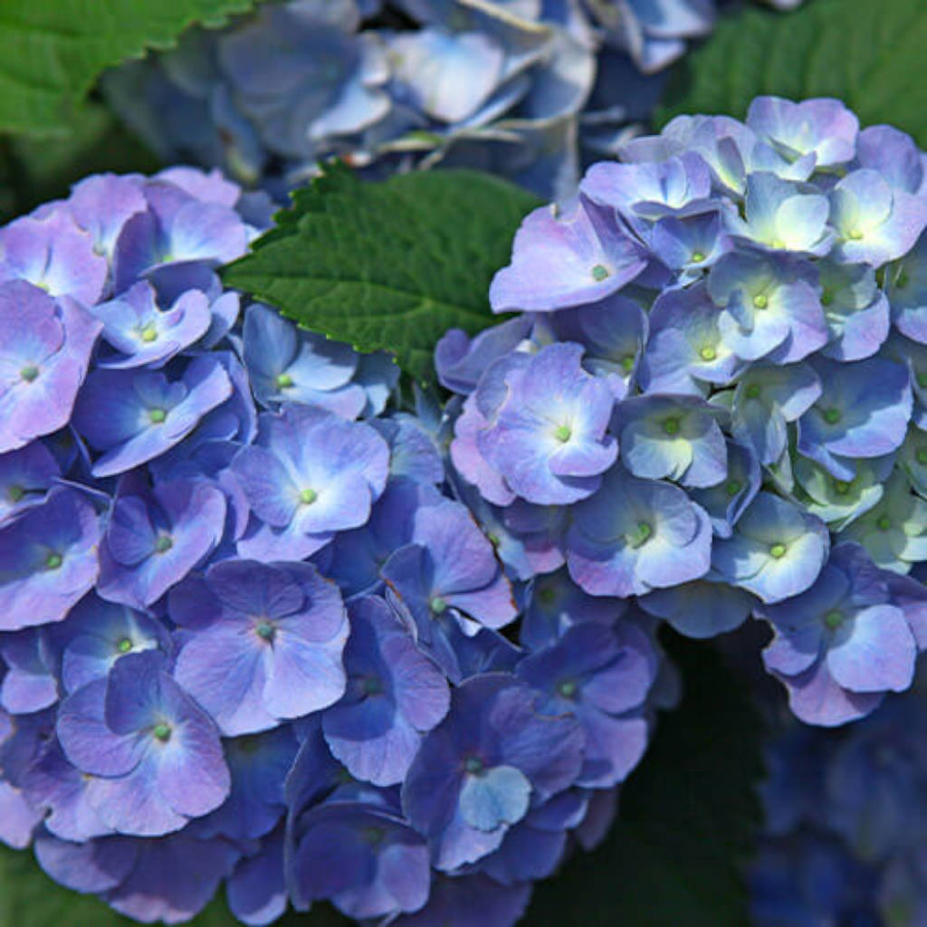 Herbal Health Supplements Hydrangea | Nature's Sunshine