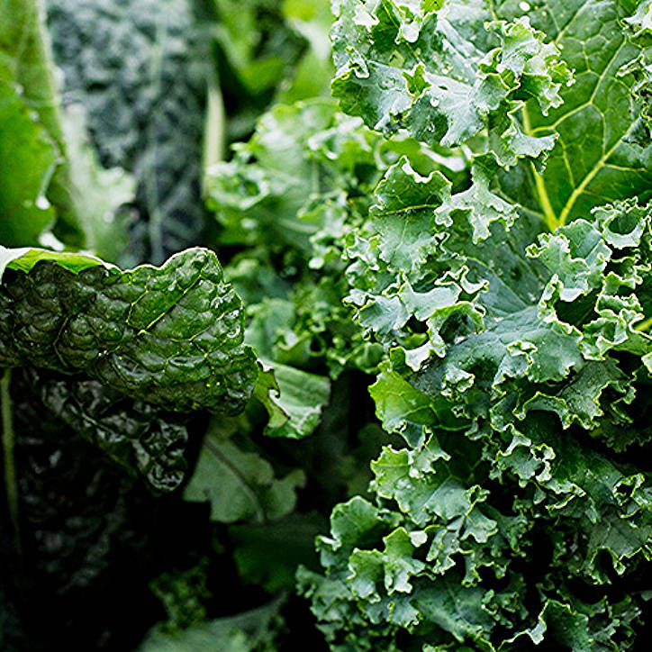 Wholefood Performance Power Greens | Nature's Sunshine
