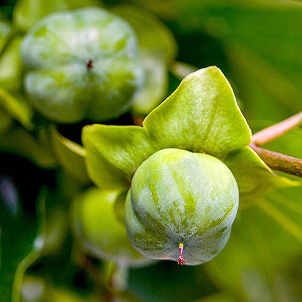 Super Supplemental Vitamin & Mineral with Iron | Nature's Sunshine