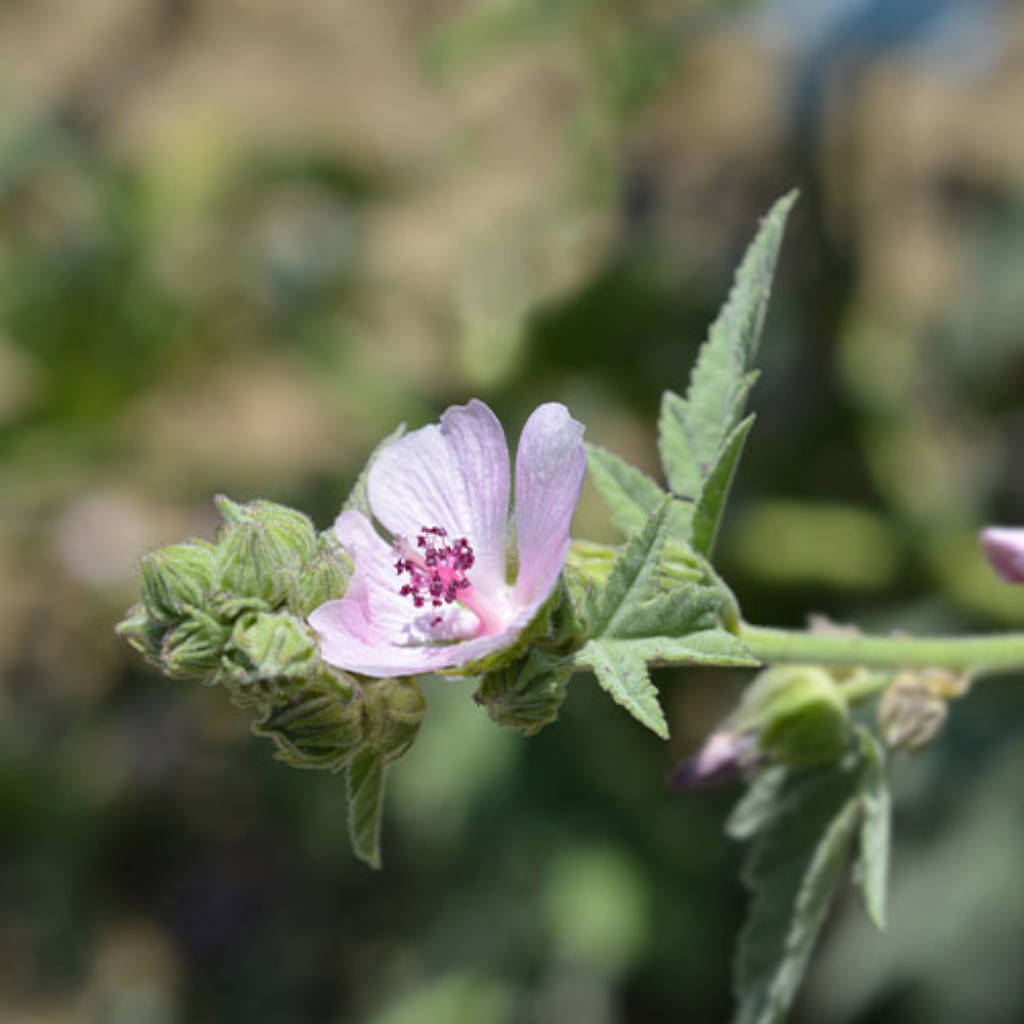 Sinus Support supplements for The Respiratory System | Nature's Sunshine
