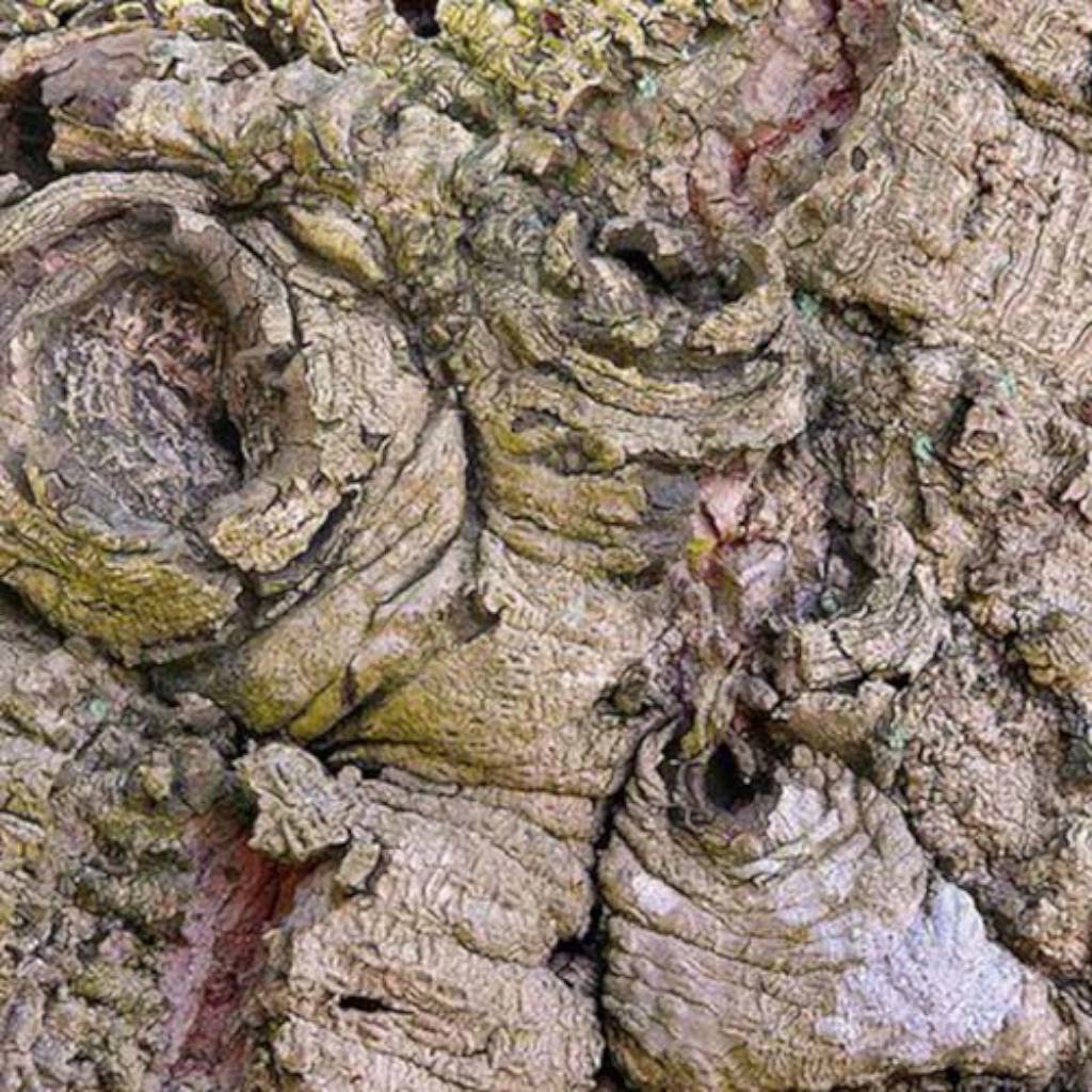 Respiratory System Supplements Bronchial Formula Herbal Capsules ...