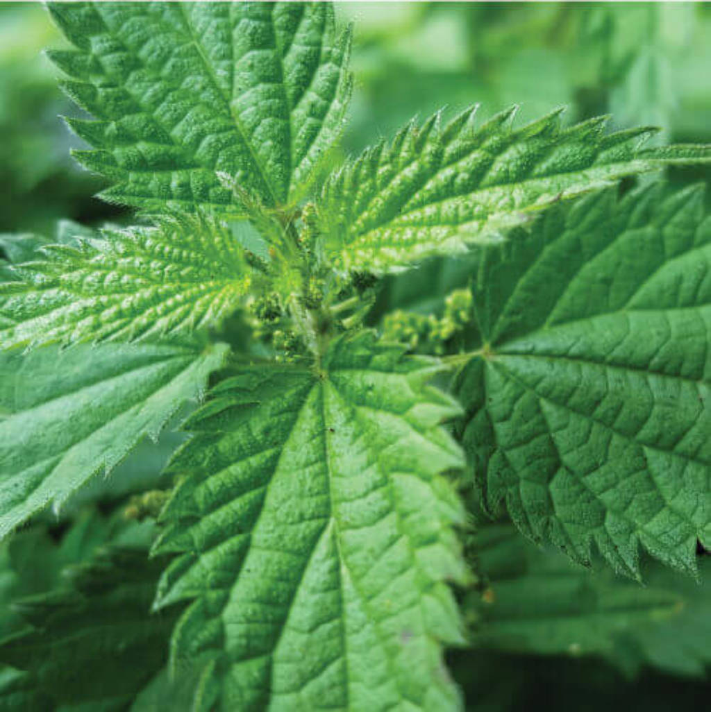 HistaBlock - Respiratory System Support supplements | Nature's Sunshine