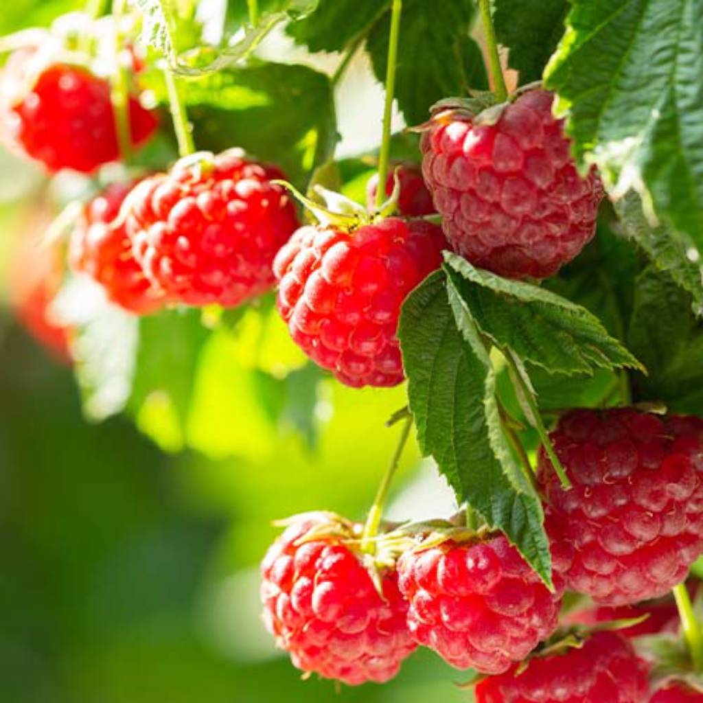 Red Raspberry | Nature's Sunshine