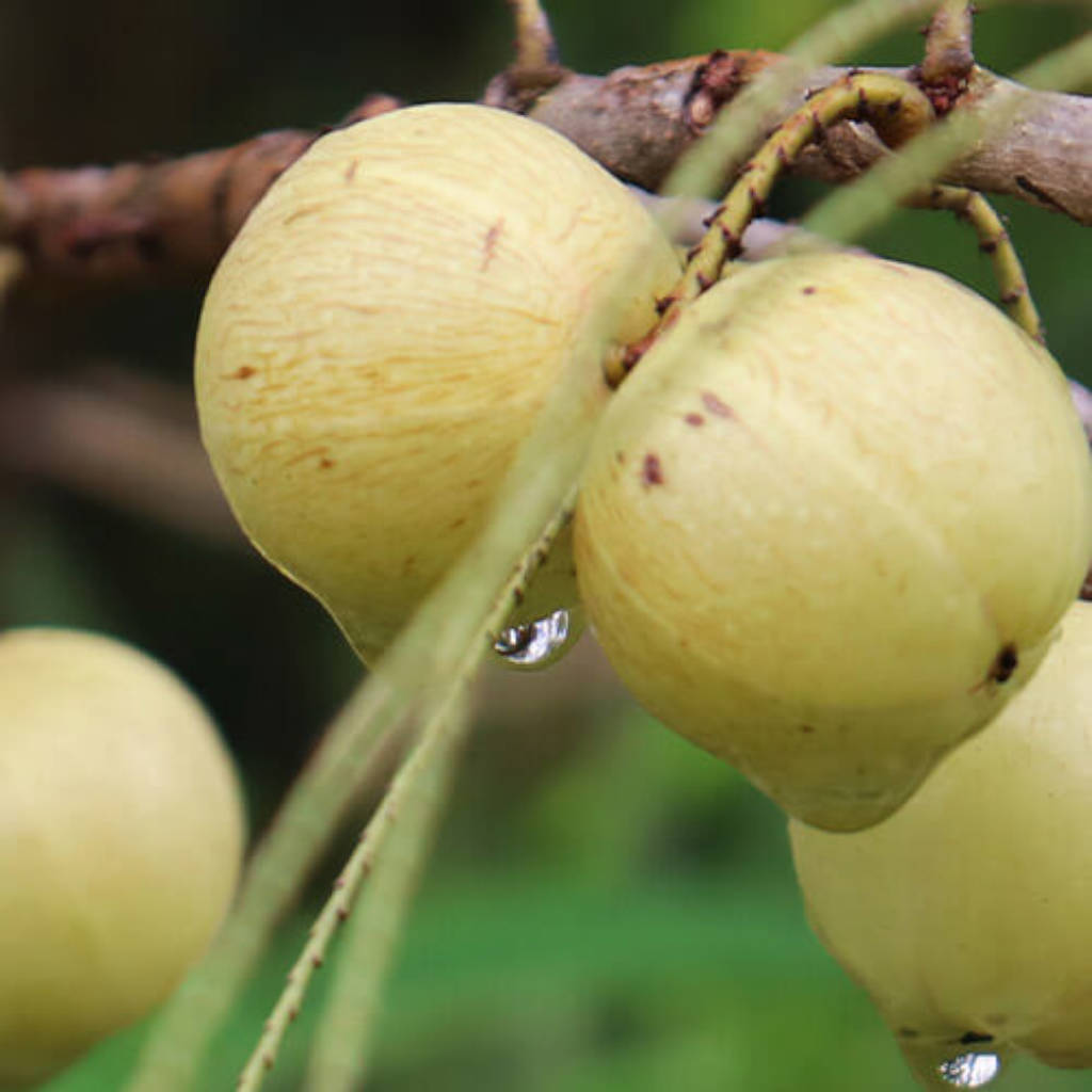 Gentle Move - Stool Softener supplements | Nature's Sunshine