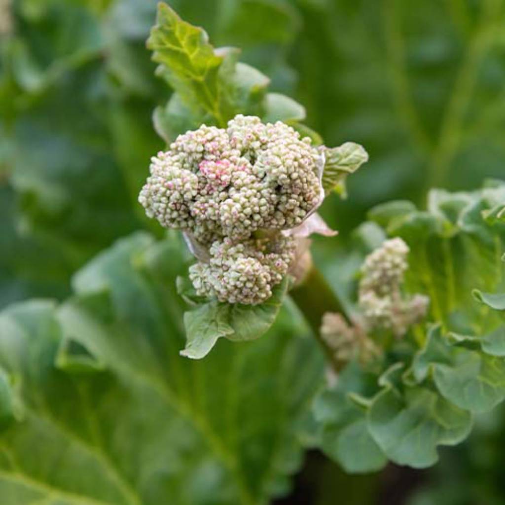 E-Tea| Nature's Sunshine