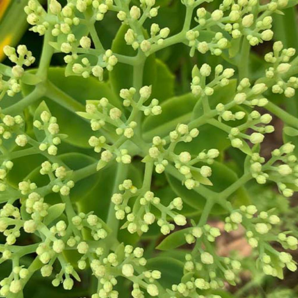 Natural Mood Enhancer l Mood Elevator TCM | Nature's Sunshine