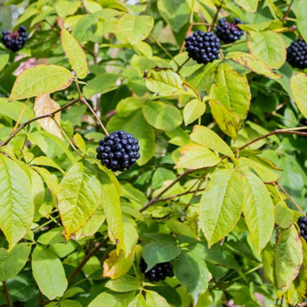 Melatonin Extra - Sleep Support Supplement | Nature's Sunshine