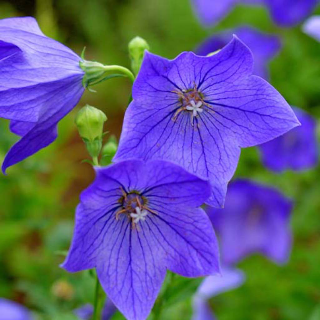 Natural Mood Enhancer l Mood Elevator TCM | Nature's Sunshine